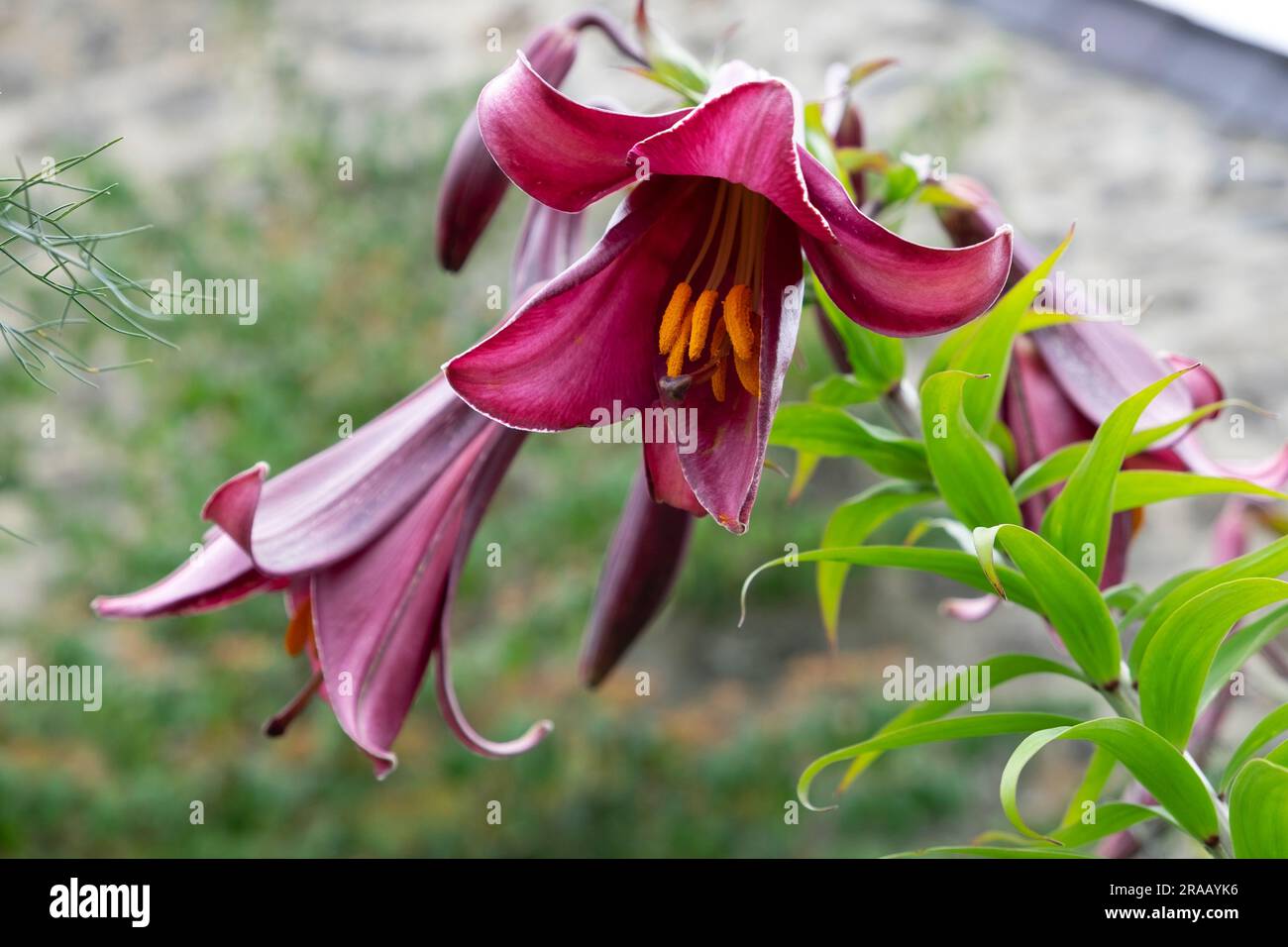 Lilium Mapira Asiatic Lily deep purple maroon burgundy lillies in bloom ...