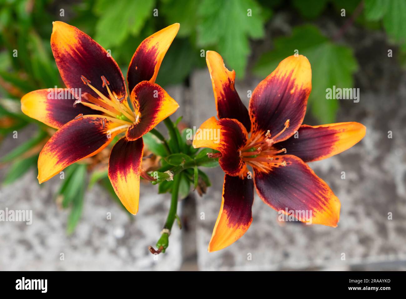 Easy samba lily hi-res stock photography and images - Alamy