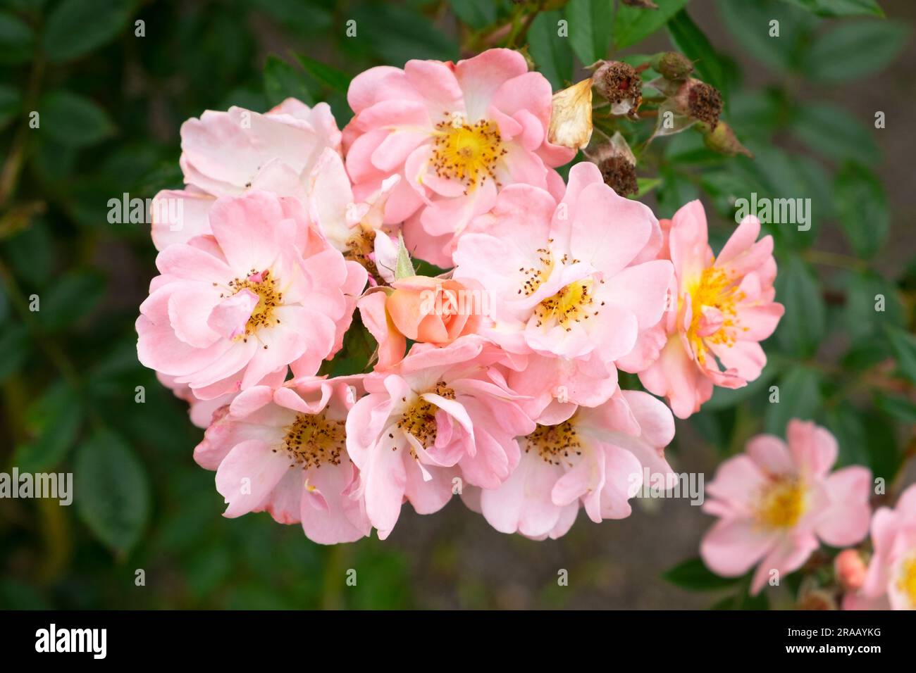 Miniature rambler hi-res stock photography and images - Alamy