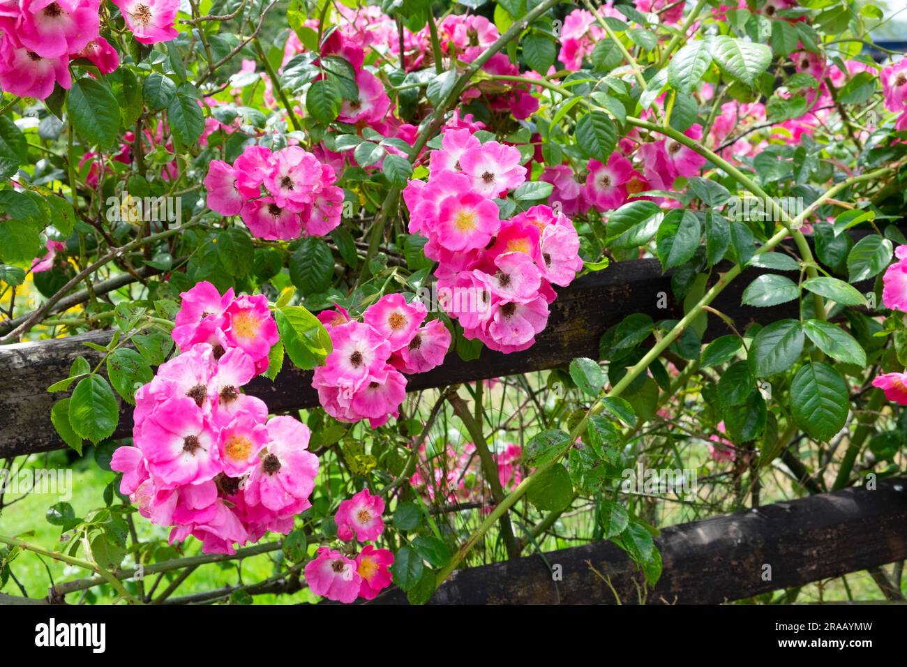 Deep pink open rose with yellow and white centre growing at Aberglasney ...