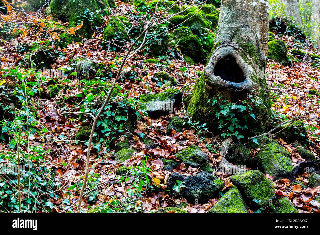 Tree cavity in forest with leaves and volcanic rocks Stock Photo - Alamy