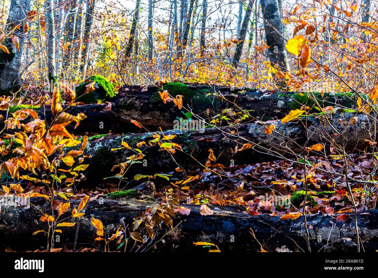 Fallen trunks in beech forest with leaves ahead Stock Photo - Alamy