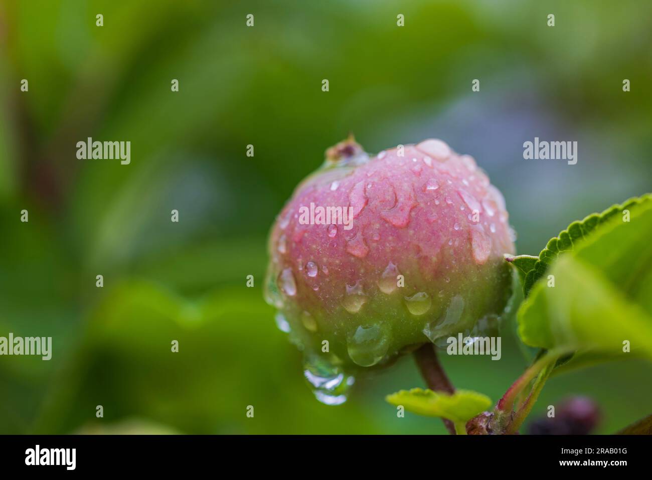 Apples water drops on branch hi-res stock photography and images - Alamy