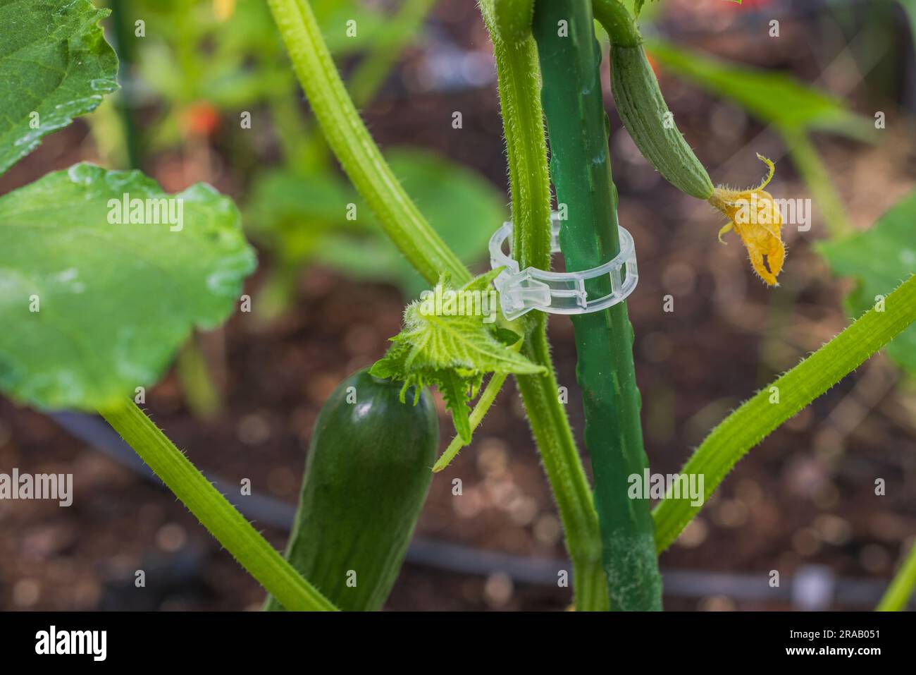 View of plastic fixing clip supporting cucumber plant in greenhouse ...