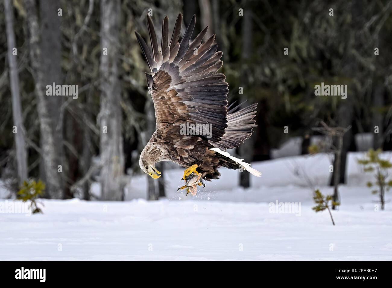 White-tailed eagle is checking carry on package Stock Photo - Alamy