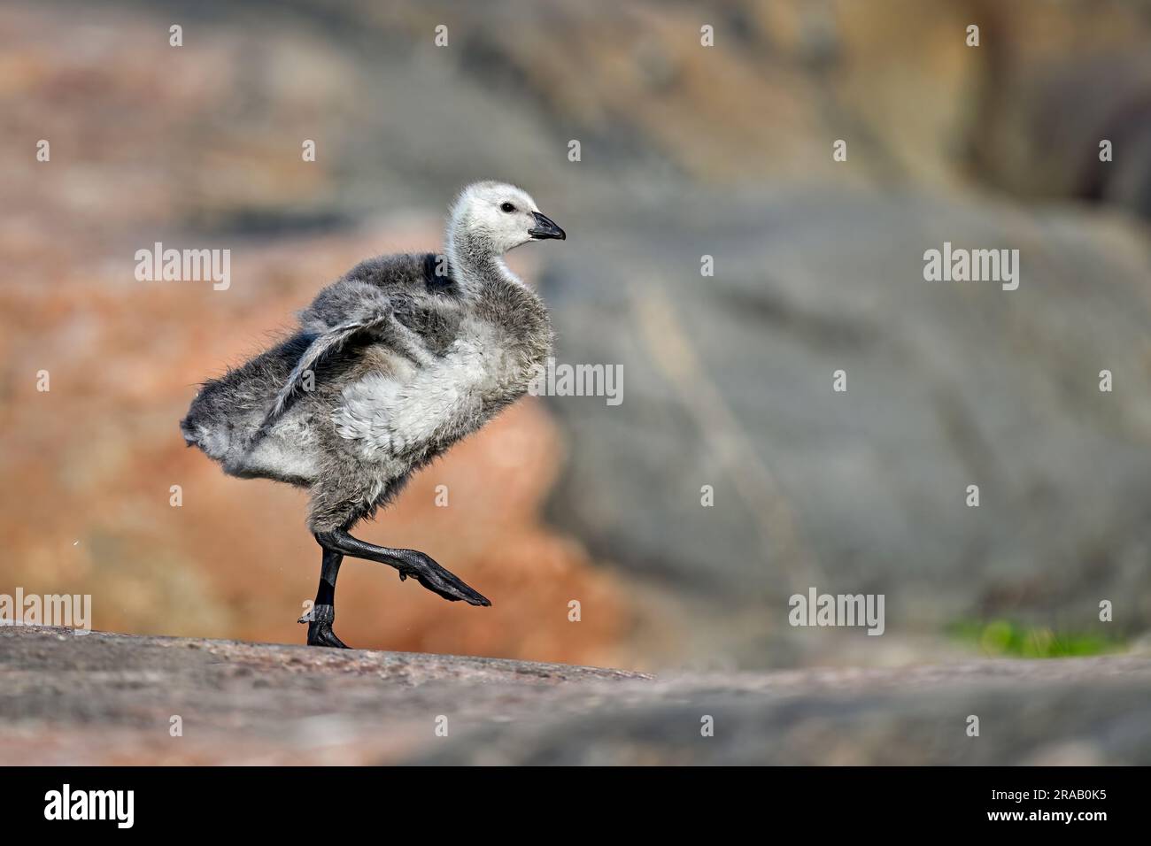 Barnacle goose chick trains its wings Stock Photo - Alamy