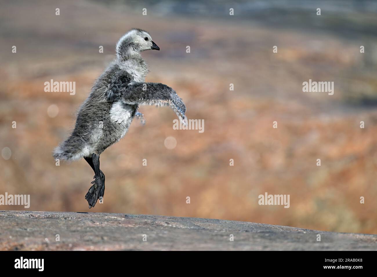 Barnacle goose chick trains its wings Stock Photo - Alamy