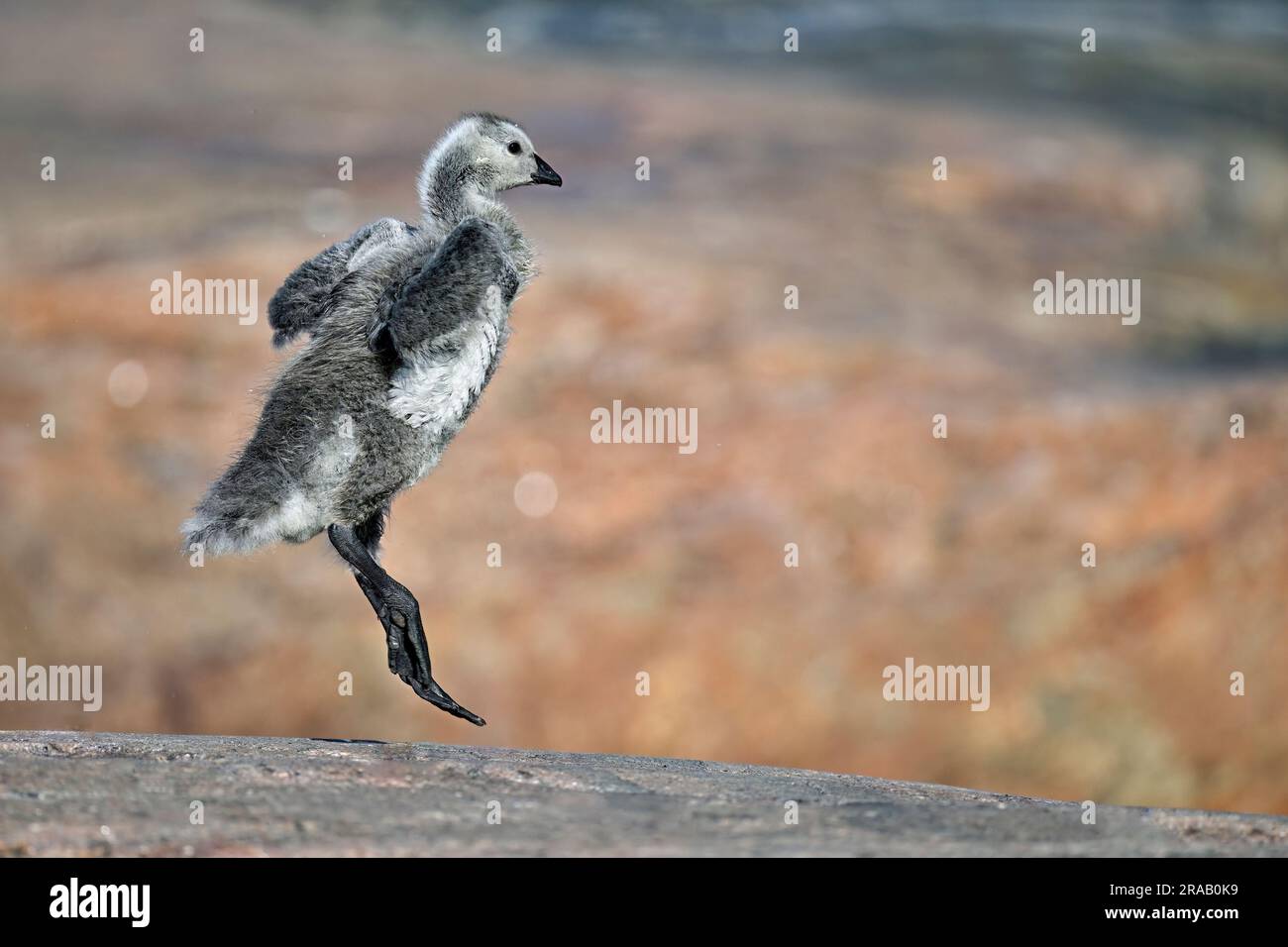 Barnacle geese chick hi-res stock photography and images - Alamy