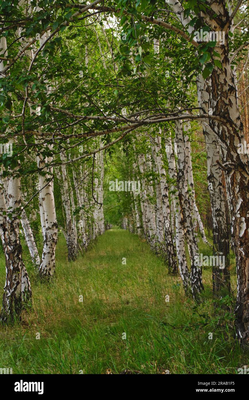 Birch grove with green grass.Beautiful nature and forest Stock Photo ...