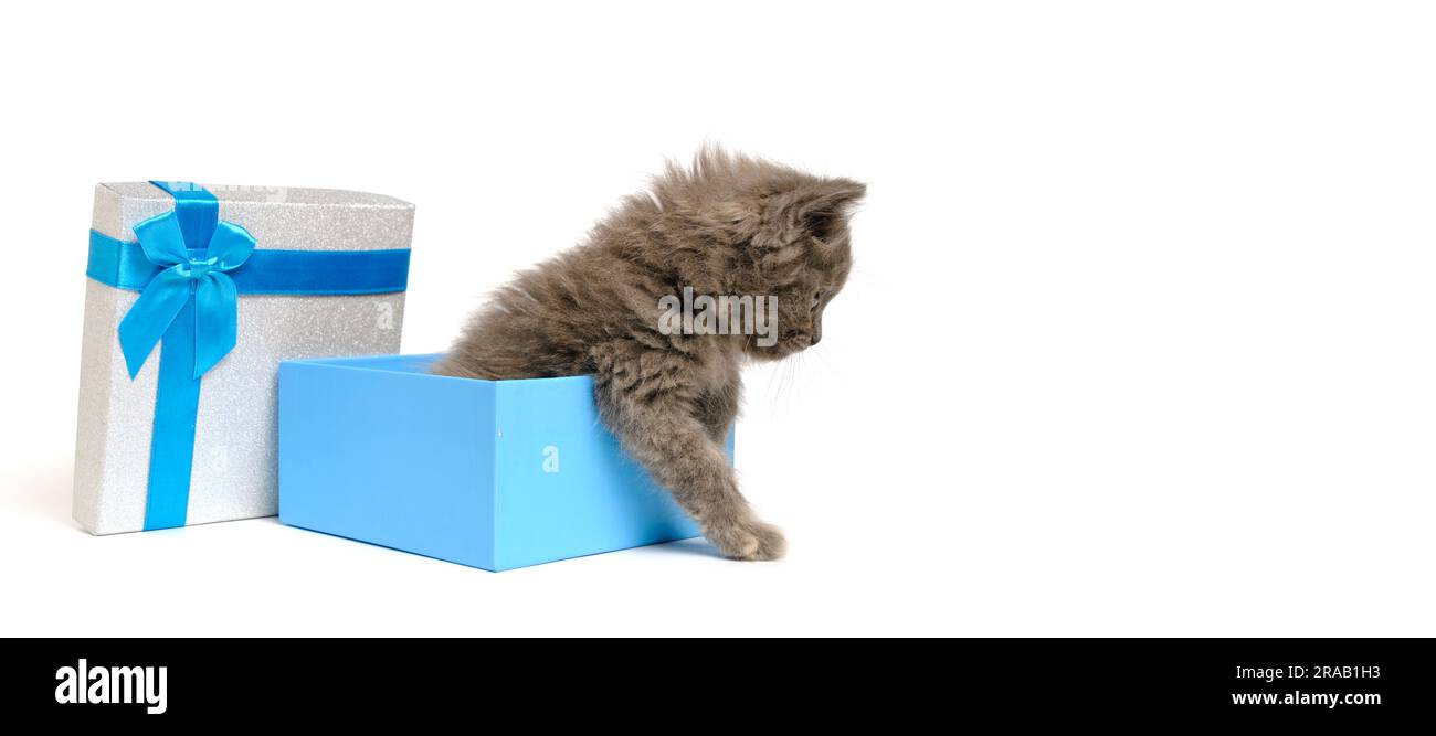 Small and cute gray kitten climbs out of an open gift box with blue bow ...