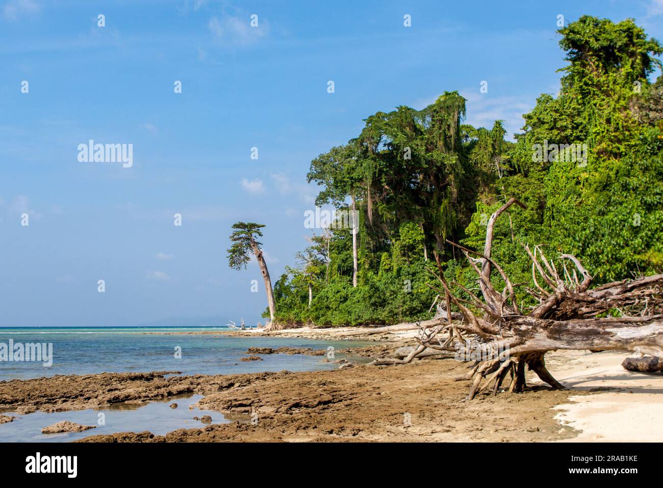 Jungle beach and sea at Havalock island, Andamans, India. Tropical ...