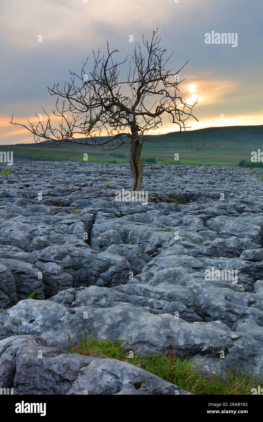 Lone tree growing out of limestone pavement, Yorkshire Dales National ...