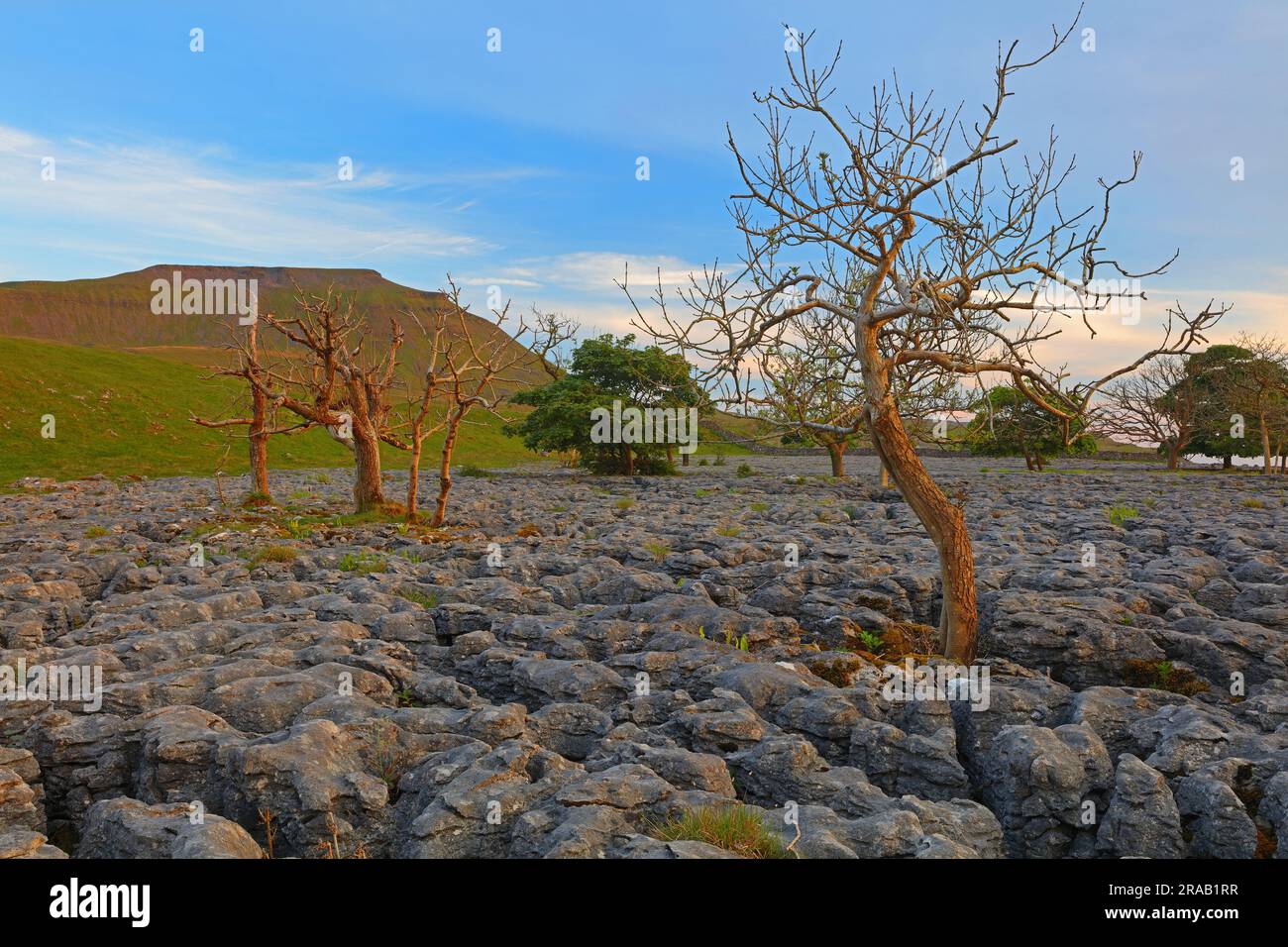 Trees growing out of Limestone Pavement at Souterscales nature reserve ...