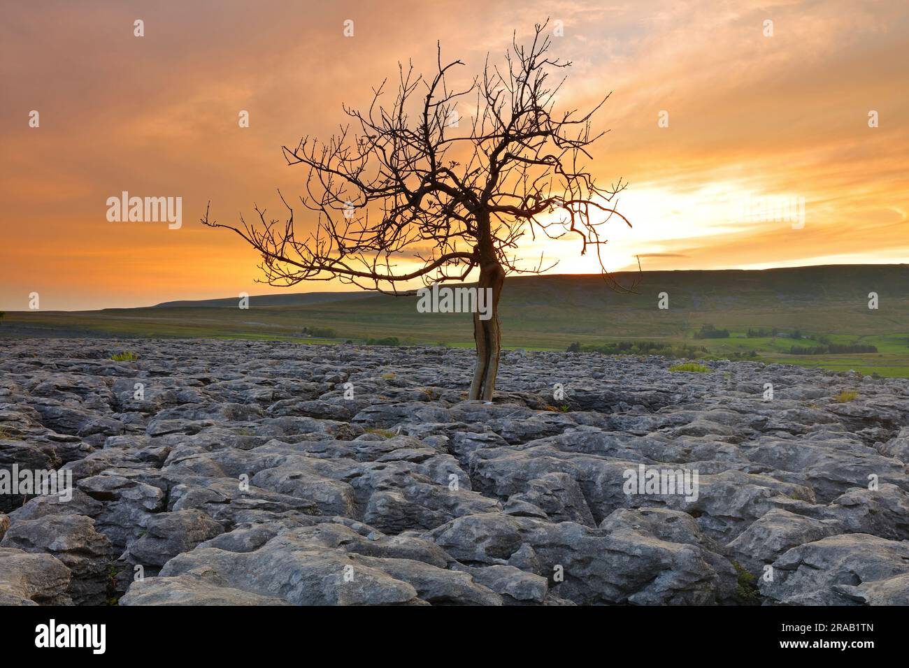 Lone tree growing out of limestone pavement, Yorkshire Dales National ...