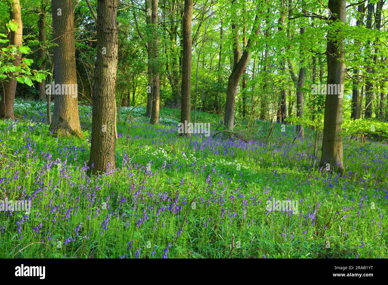 Late afternoon light in Bluebell Woodland at Shincliffe, Durham, County ...