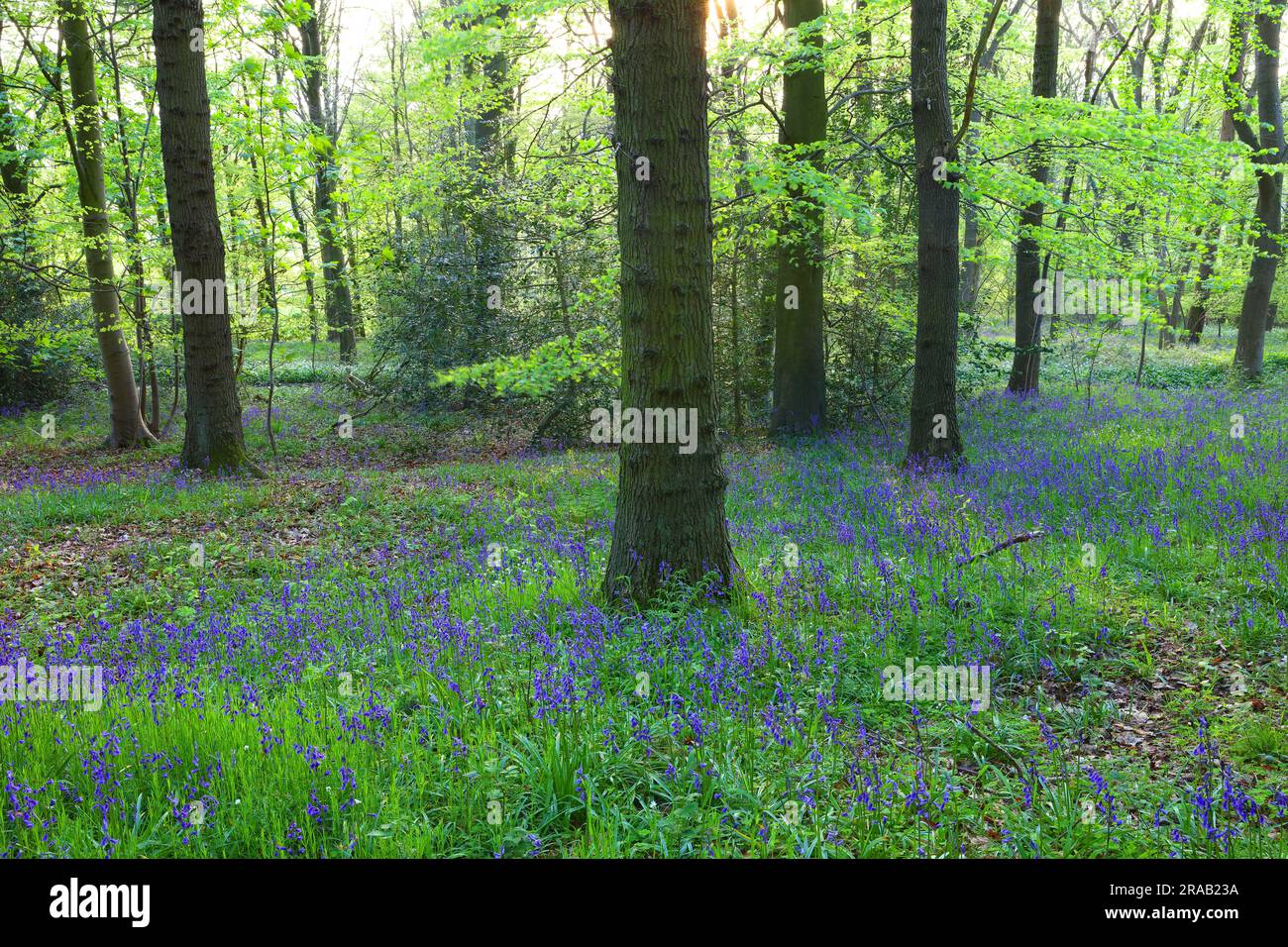 Late afternoon light in Bluebell Woodland at Shincliffe, Durham, County ...