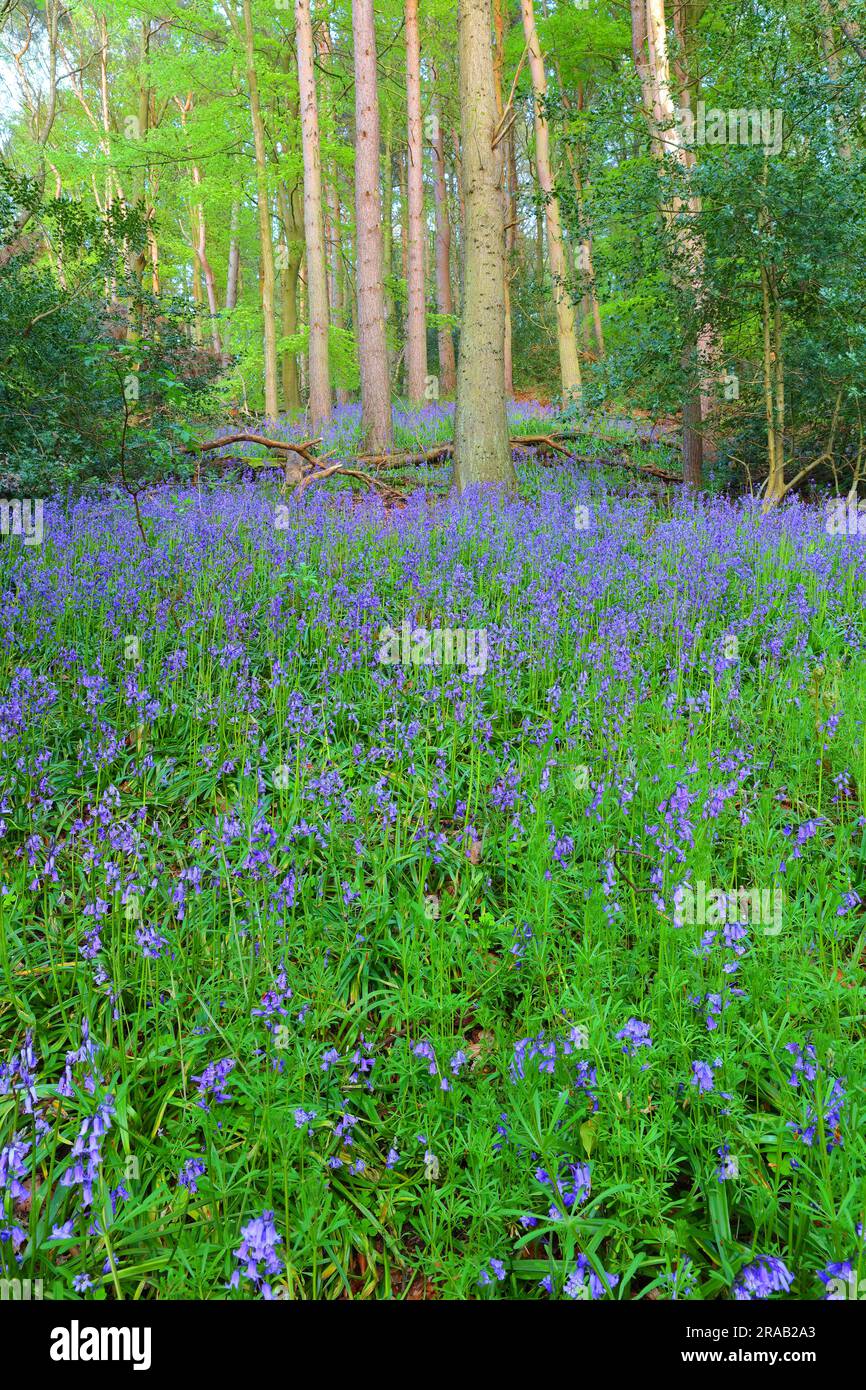 Late afternoon light in Bluebell Woodland at Shincliffe, Durham, County ...