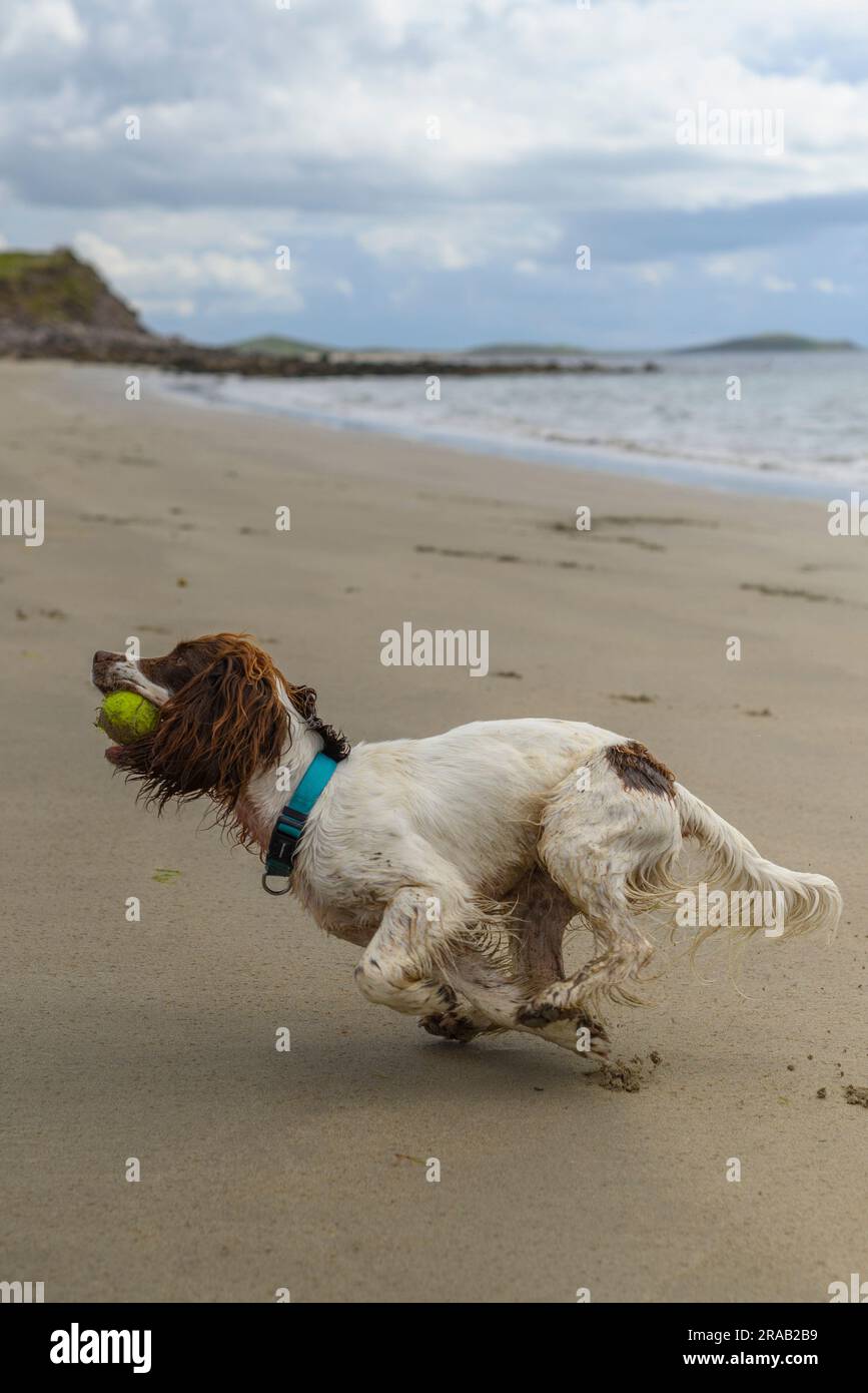 Springer Spaniel dog running on a beach with a ball Stock Photo - Alamy