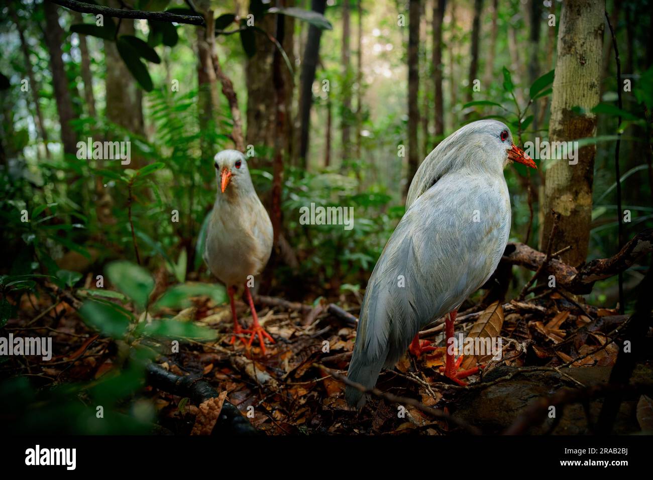 Kagou hi-res stock photography and images - Alamy