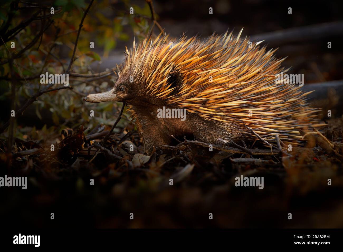Tachyglossus aculeatus - Short-beaked Echidna in the Australian bush ...