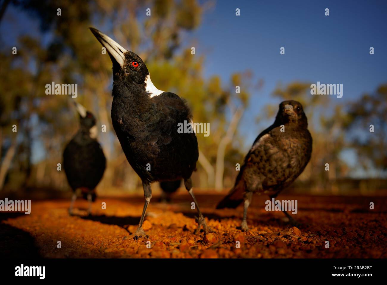 Australian magpie Gymnorhina tibicen black and white passerine bird ...