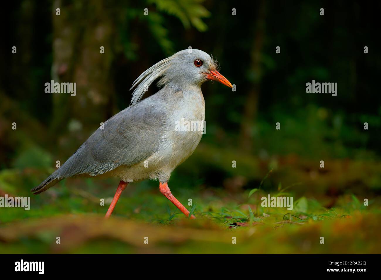 Kagou hi-res stock photography and images - Alamy