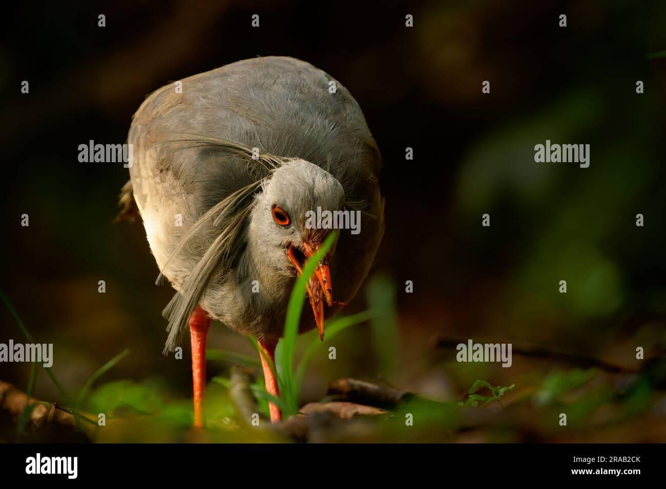 Kagu or Cagou, kavu or kagou - Rhynochetos jubatus crested long-legged ...