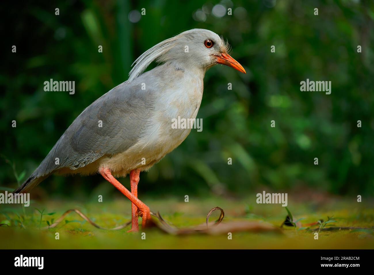 Kagu hi-res stock photography and images - Alamy