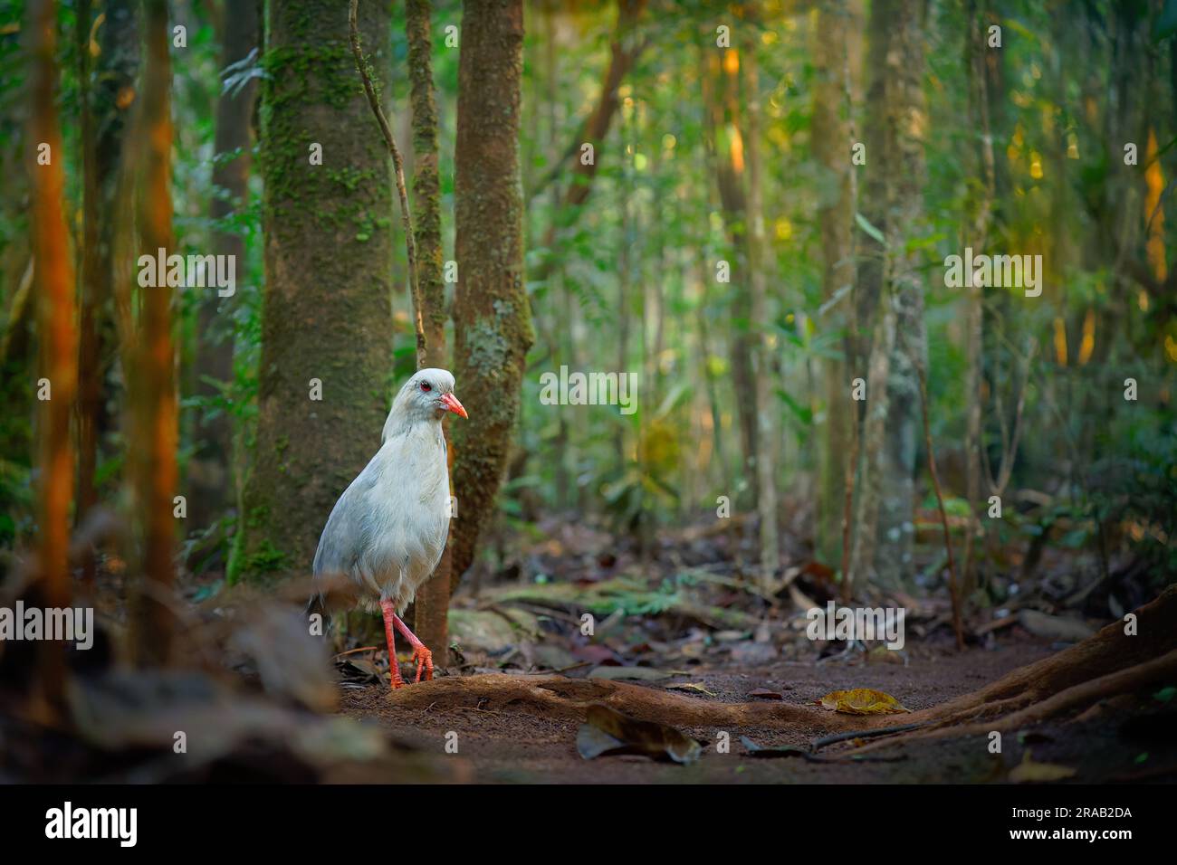 Kagu or Cagou, kavu or kagou - Rhynochetos jubatus crested long-legged ...