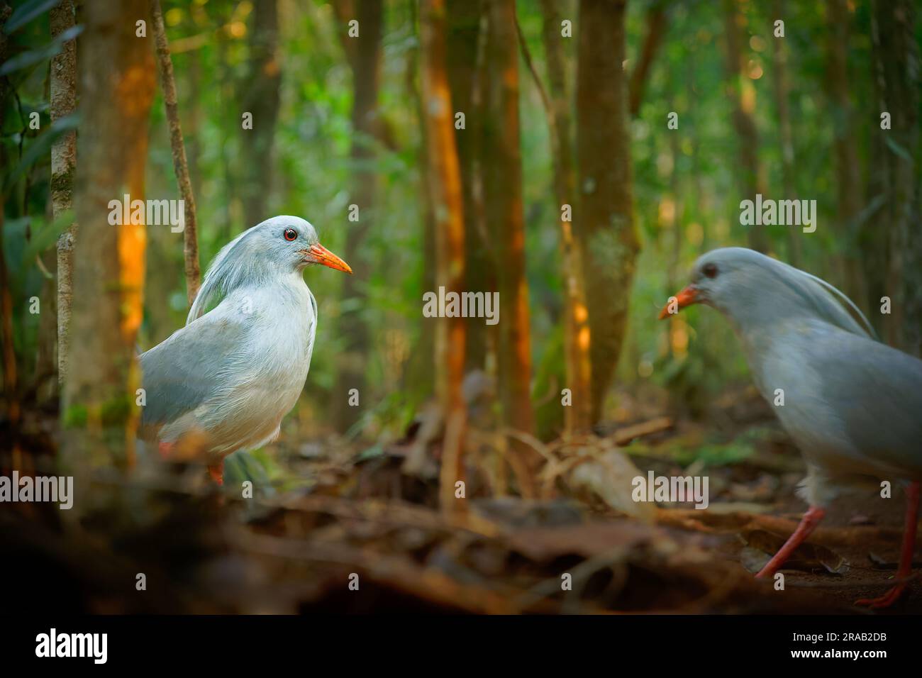 Kagou hi-res stock photography and images - Alamy