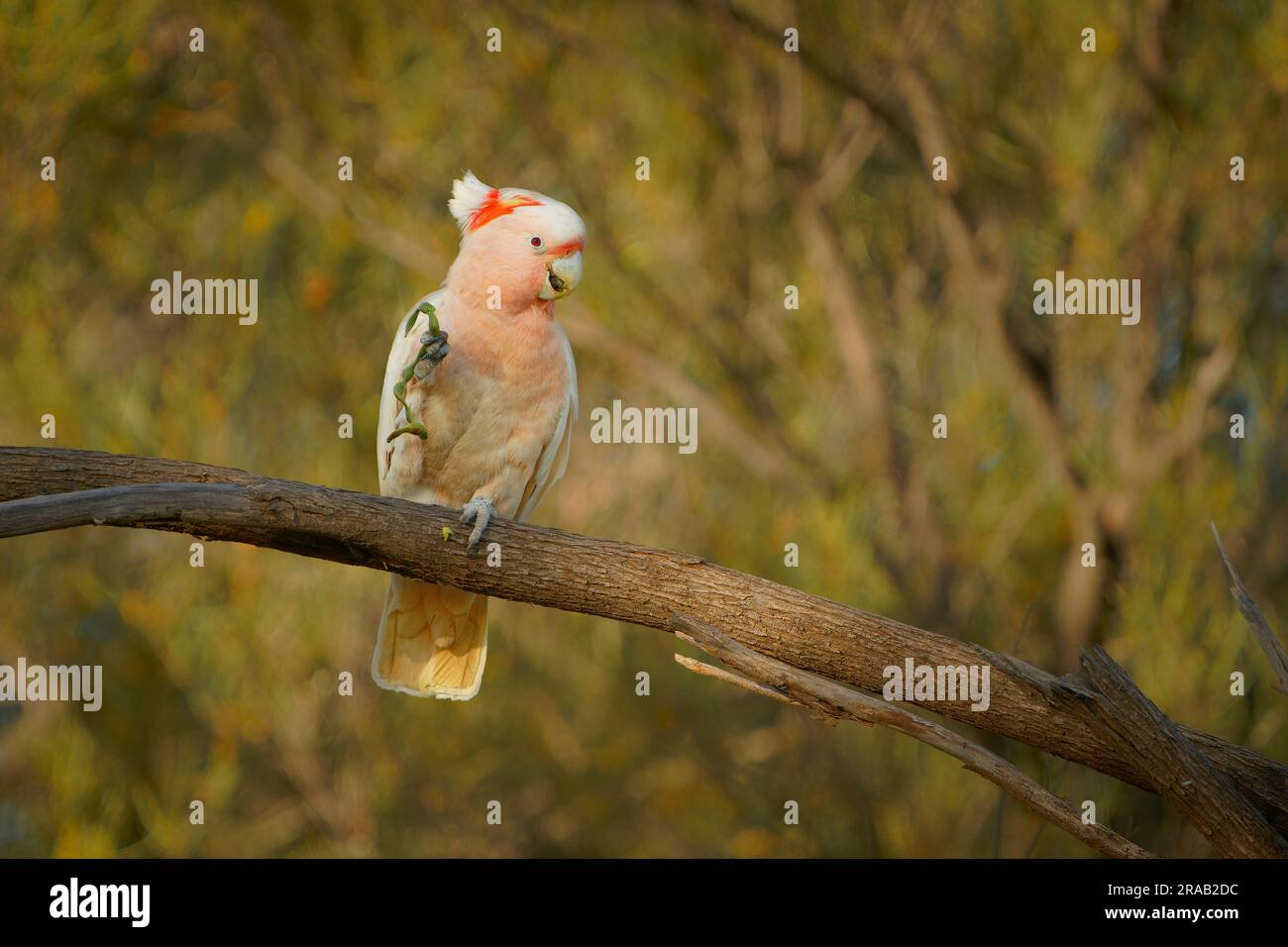 Major Mitchells Cockatoo - Lophochroa leadbeateri also Leadbeater's or ...