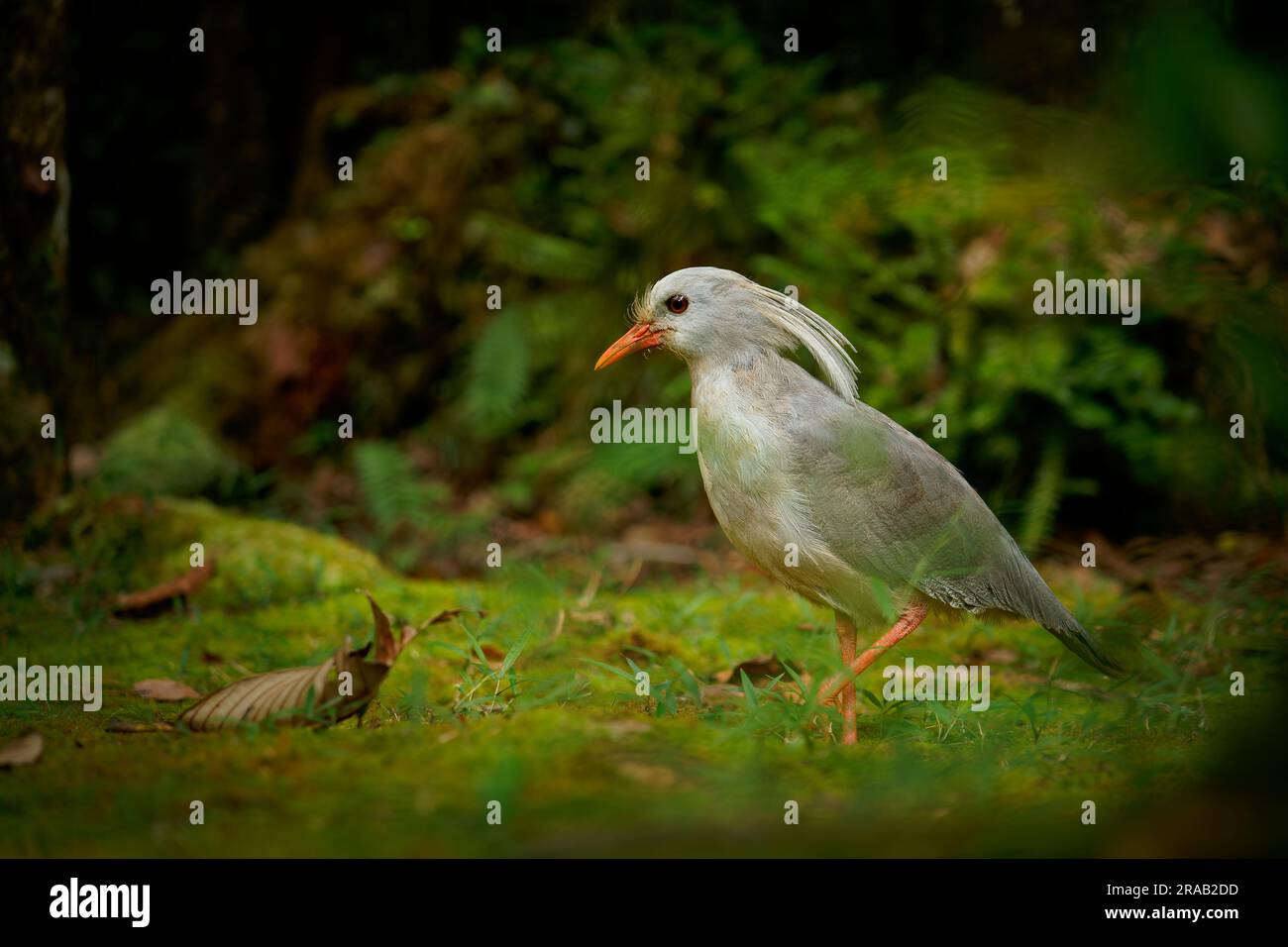 Kagu or Cagou, kavu or kagou - Rhynochetos jubatus crested long-legged ...