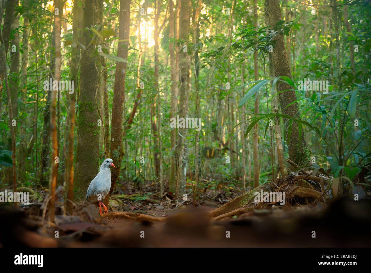 Kagou hi-res stock photography and images - Alamy