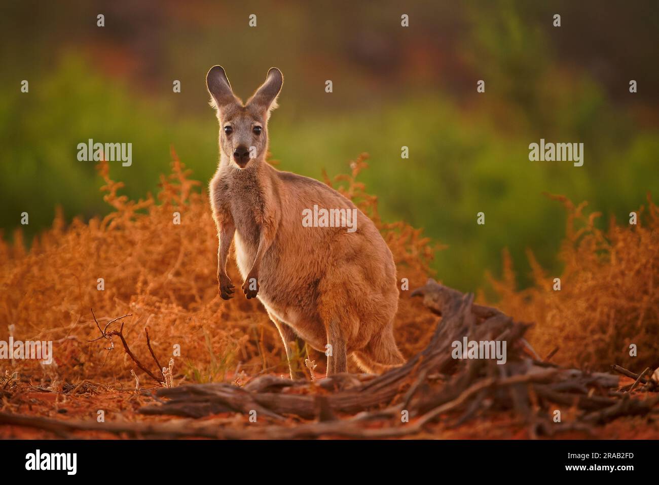 Common Wallaroo - Osphranter robustus also called euro or hill wallaroo ...