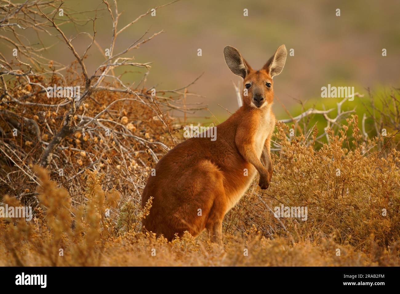 Common Wallaroo - Osphranter robustus also called euro or hill wallaroo ...