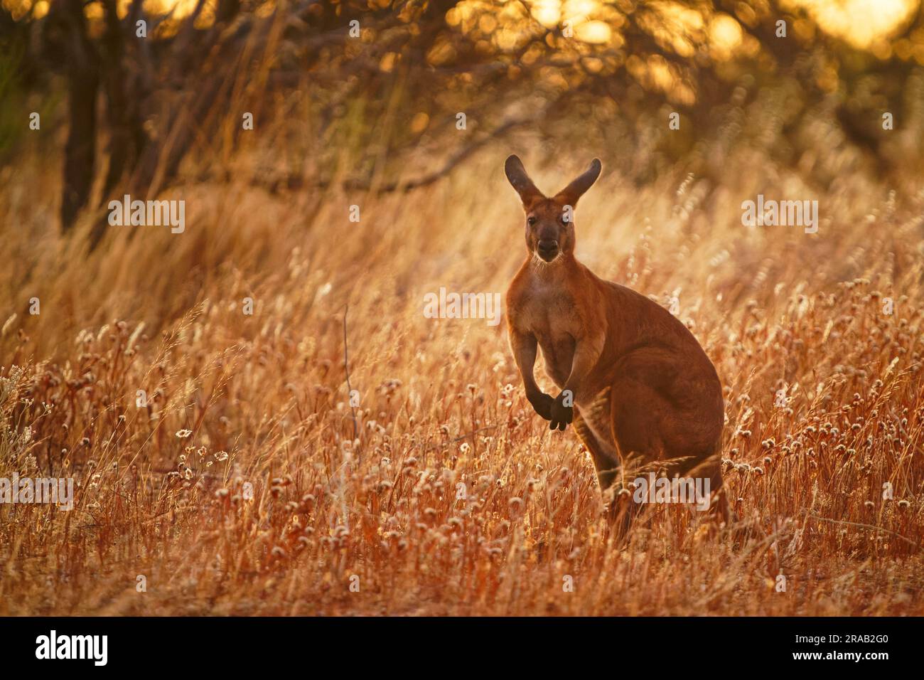 Common Wallaroo - Osphranter robustus also called euro or hill wallaroo ...