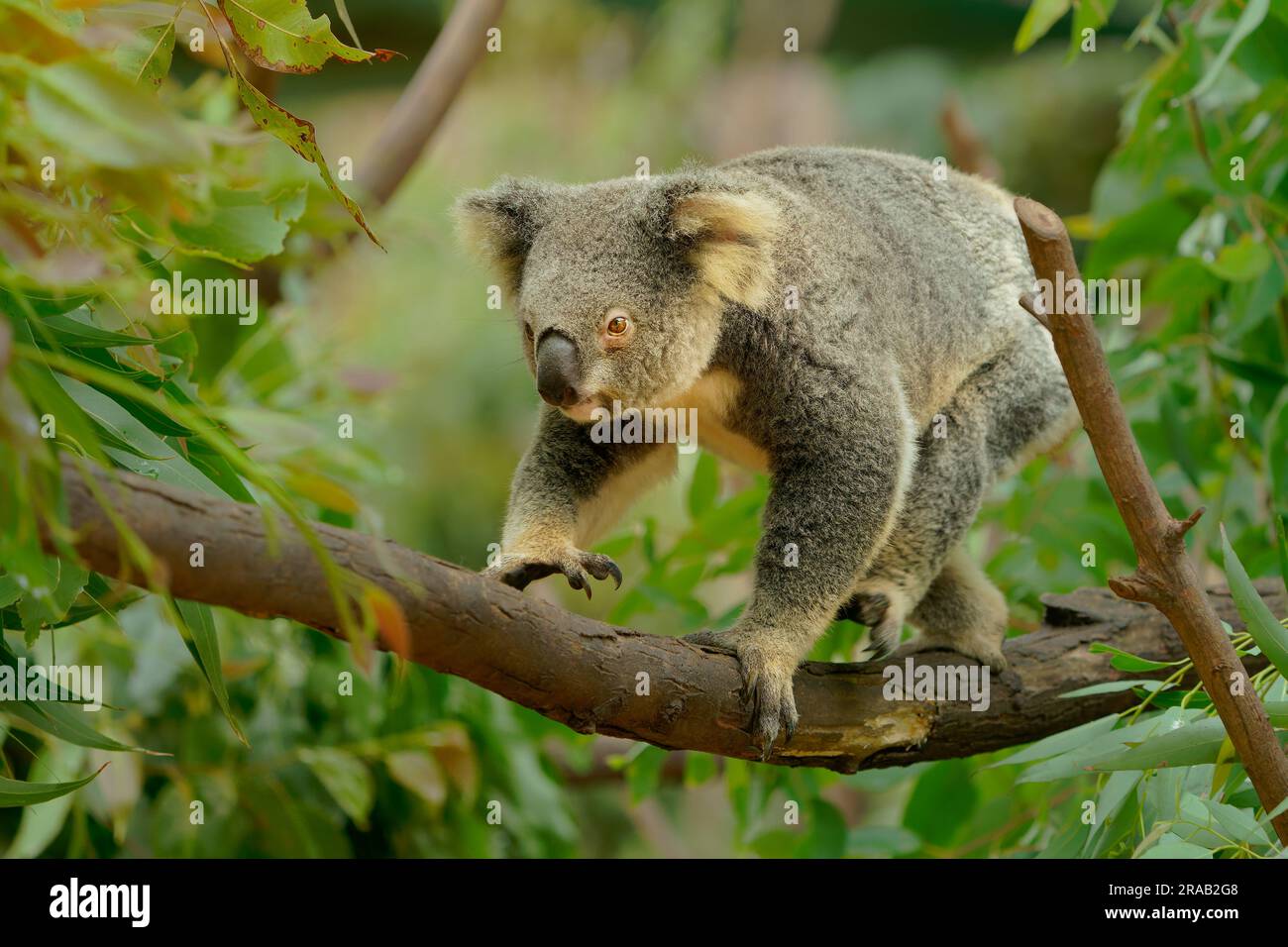 Koala - Phascolarctos cinereus on the tree in Australia, eating ...
