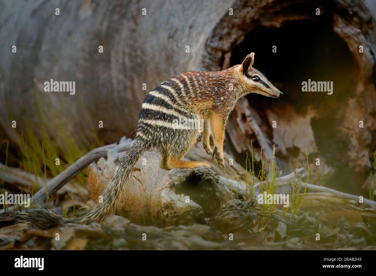 Numbat - Myrmecobius fasciatus also noombat or walpurti, insectivorous ...