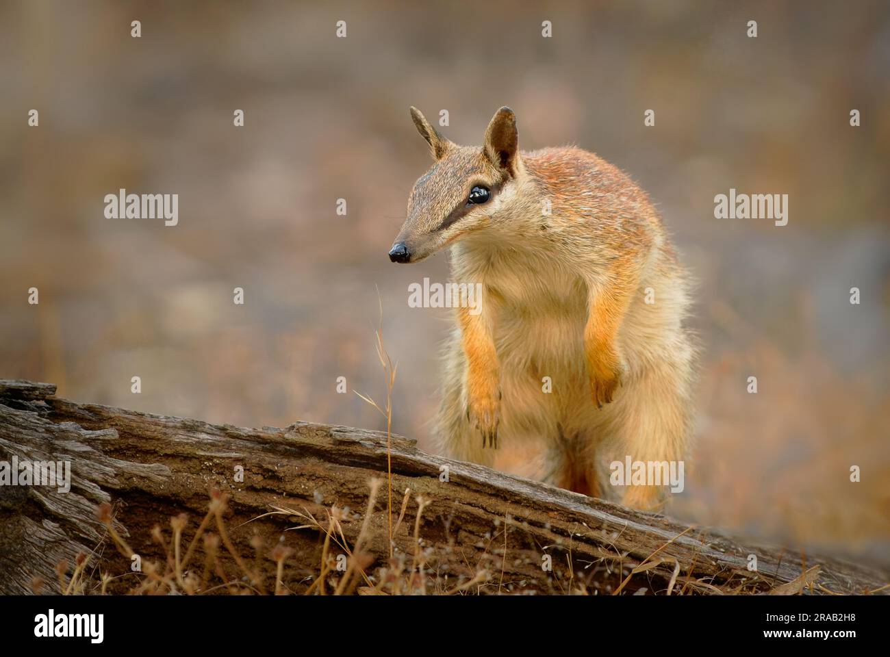 Numbat - Myrmecobius fasciatus also noombat or walpurti, insectivorous ...