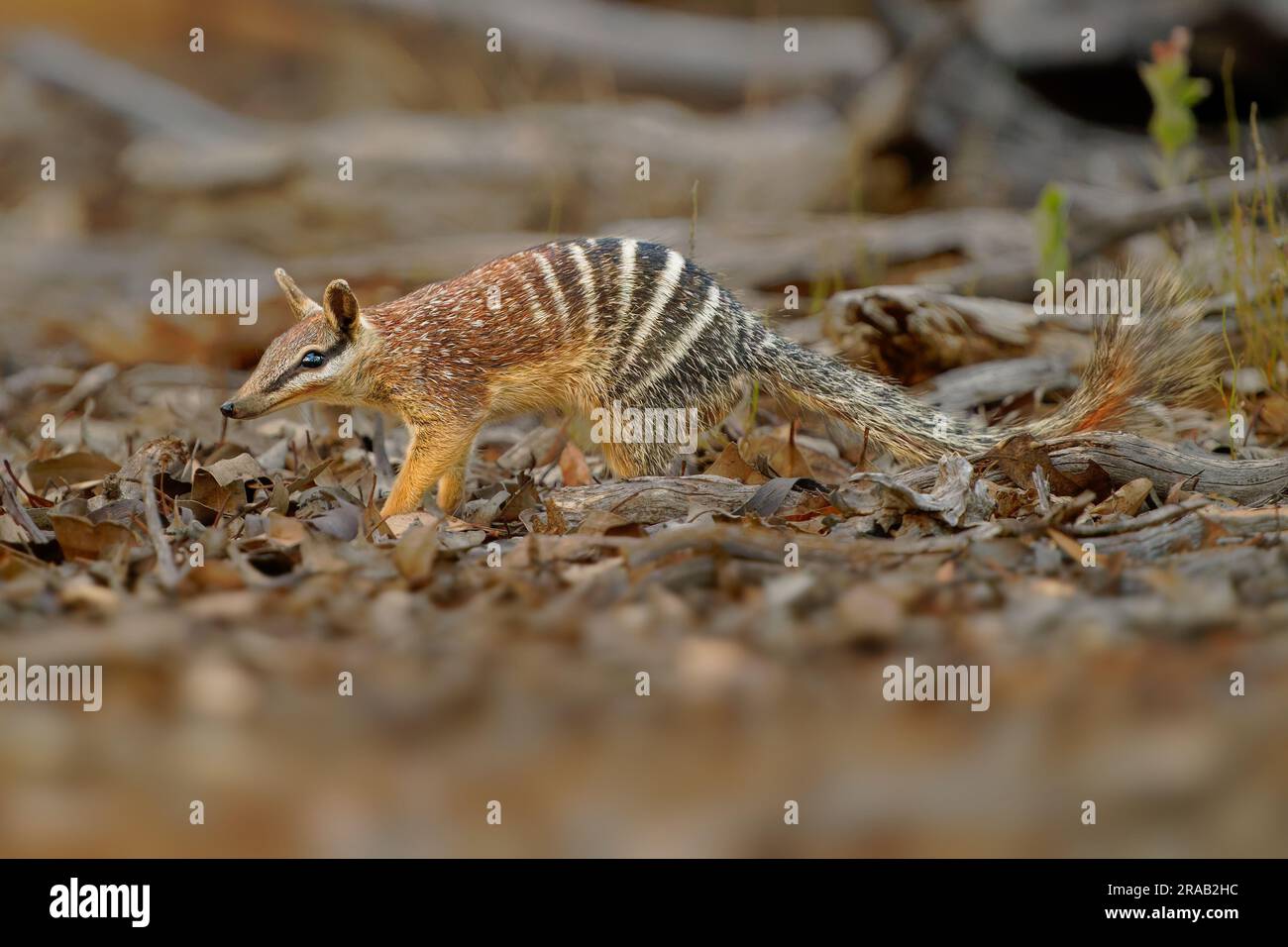 Numbat - Myrmecobius fasciatus also noombat or walpurti, insectivorous ...