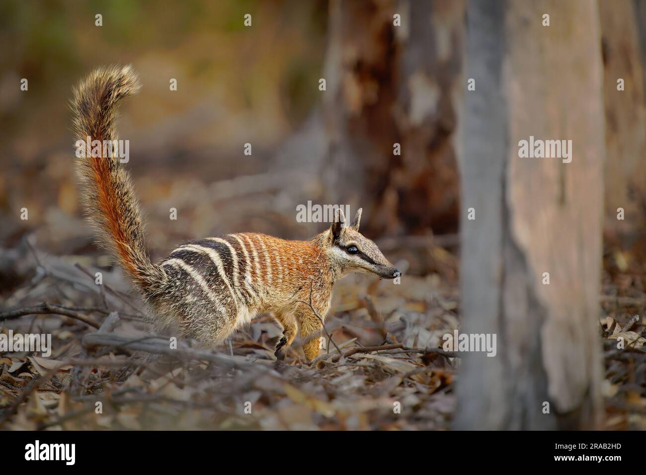 Numbat - Myrmecobius fasciatus also noombat or walpurti, insectivorous ...