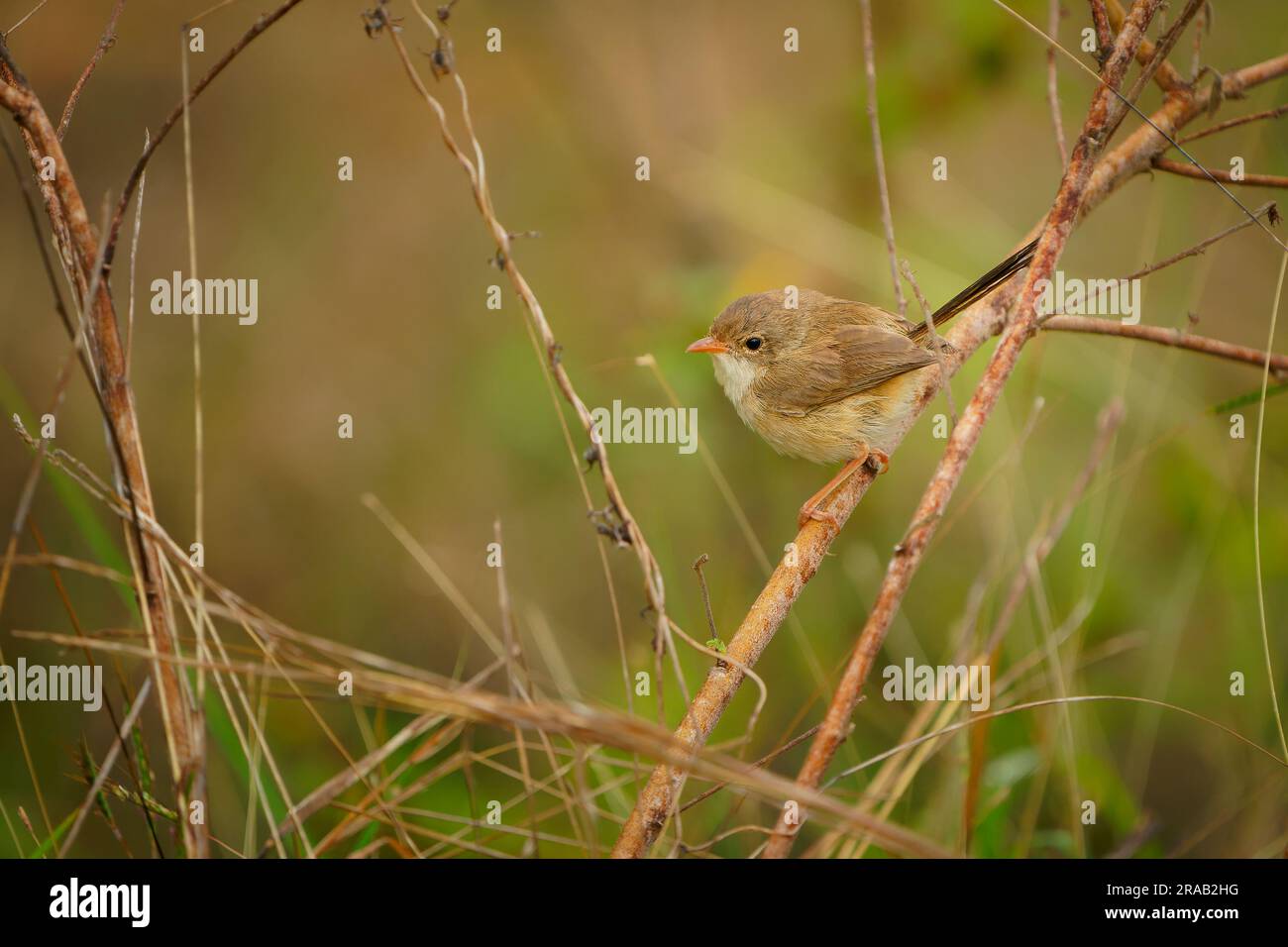 Red-backed Fairywren - Malurus melanocephalus passerine bird in wren ...
