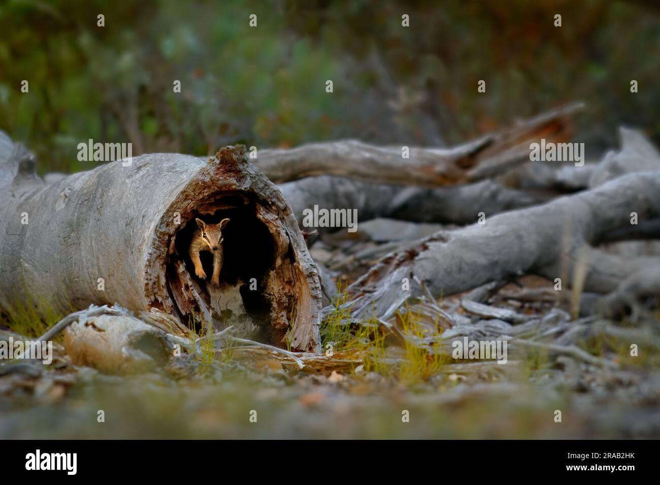 Numbat - Myrmecobius fasciatus also noombat or walpurti, insectivorous ...