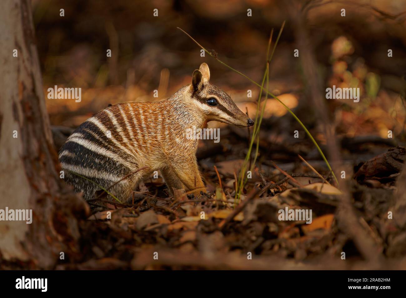 Numbat - Myrmecobius fasciatus also noombat or walpurti, insectivorous ...