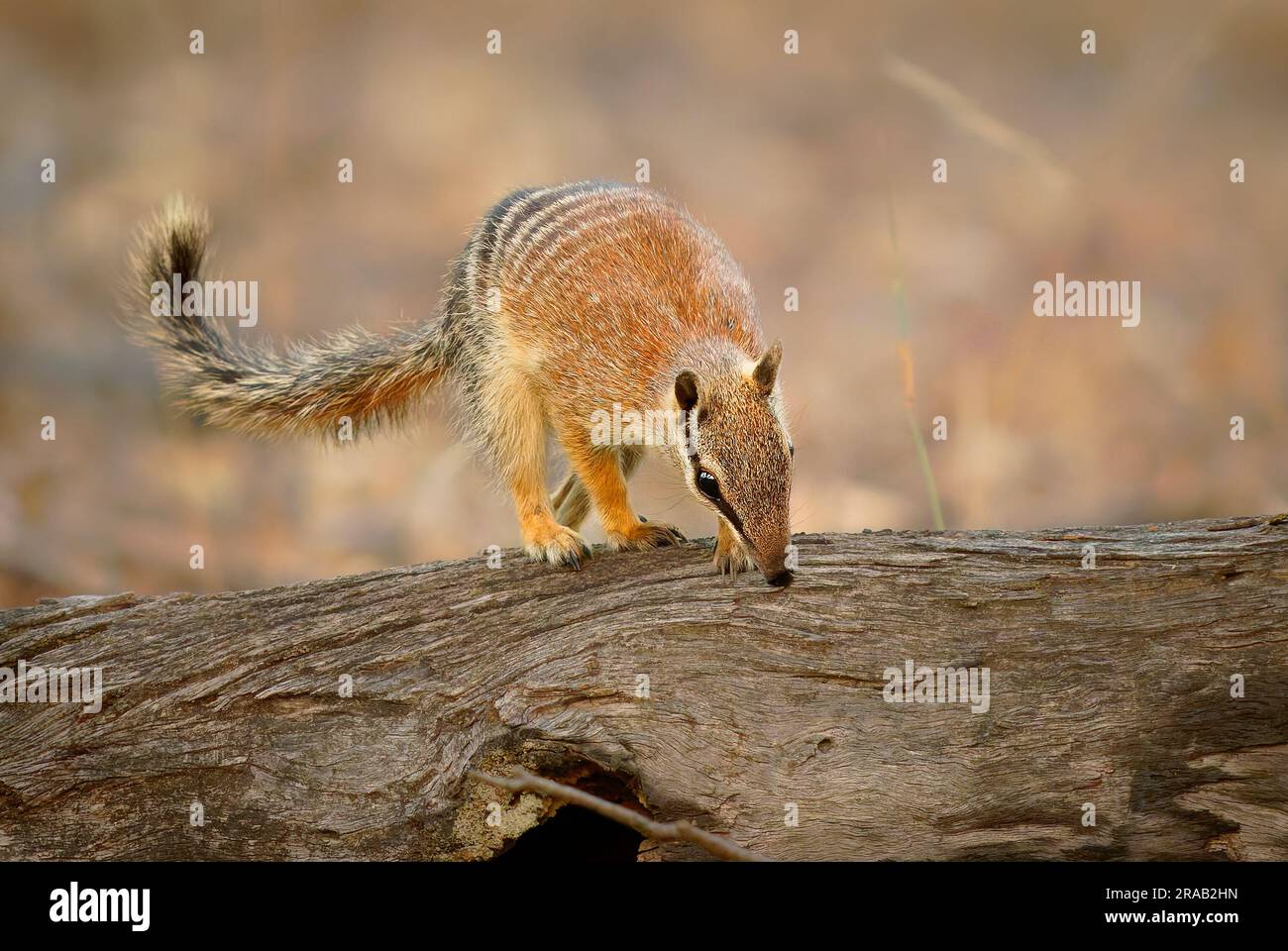 Numbat - Myrmecobius fasciatus also noombat or walpurti, insectivorous ...
