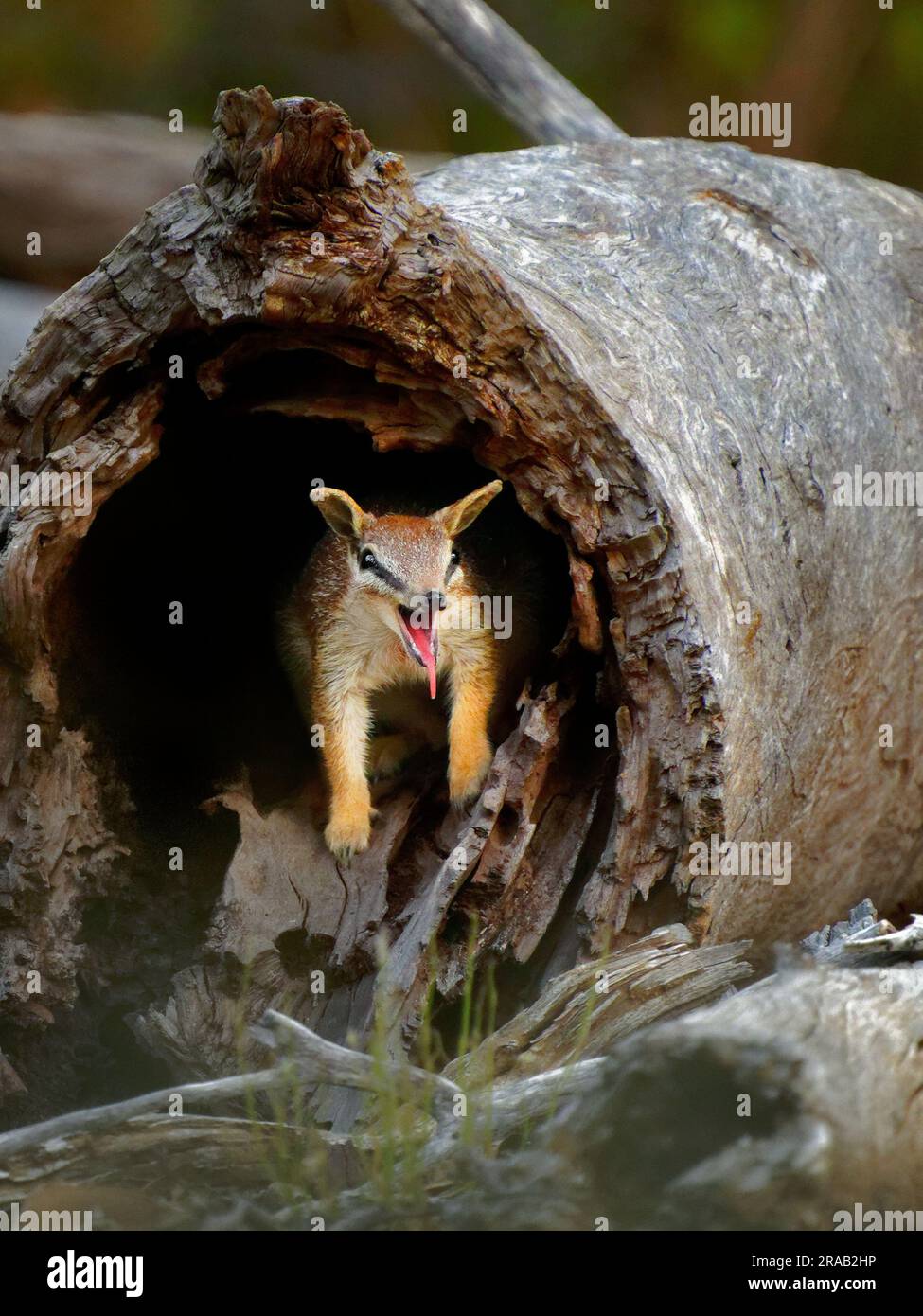 Numbat - Myrmecobius fasciatus also noombat or walpurti, insectivorous ...