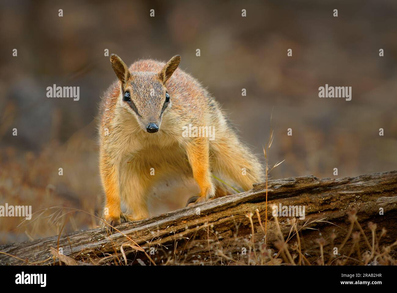 Numbat - Myrmecobius fasciatus also noombat or walpurti, insectivorous ...