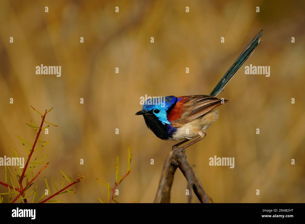 Purple-backed Fairywren - Malurus assimilis bird native to Australia ...