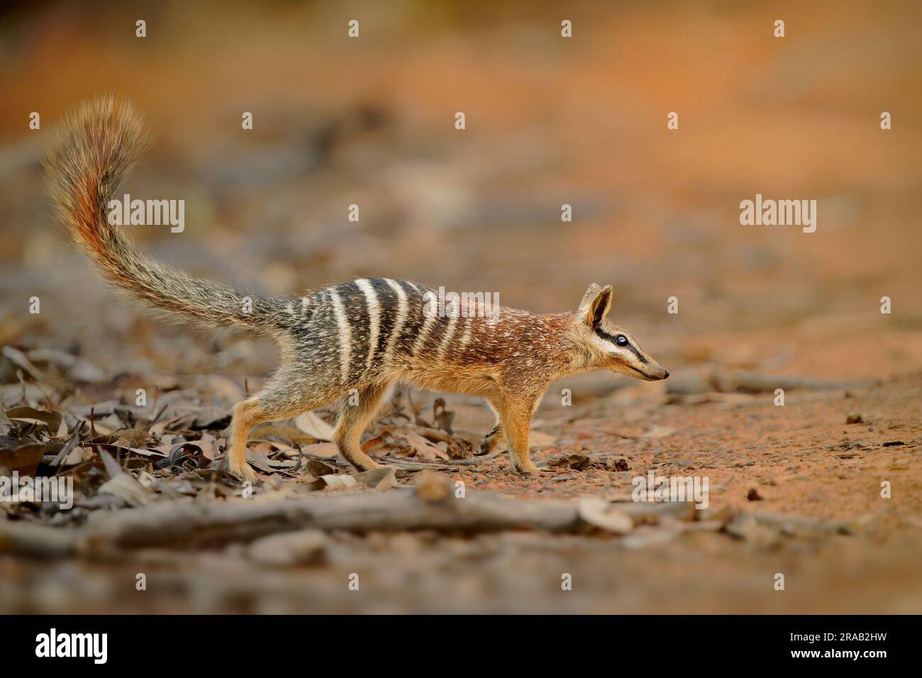 Numbat - Myrmecobius fasciatus also noombat or walpurti, insectivorous ...