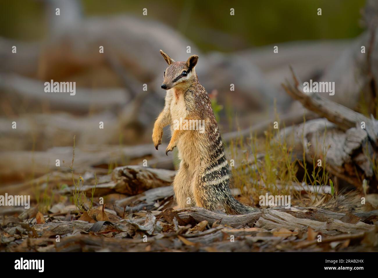 Numbat - Myrmecobius fasciatus also noombat or walpurti, insectivorous ...